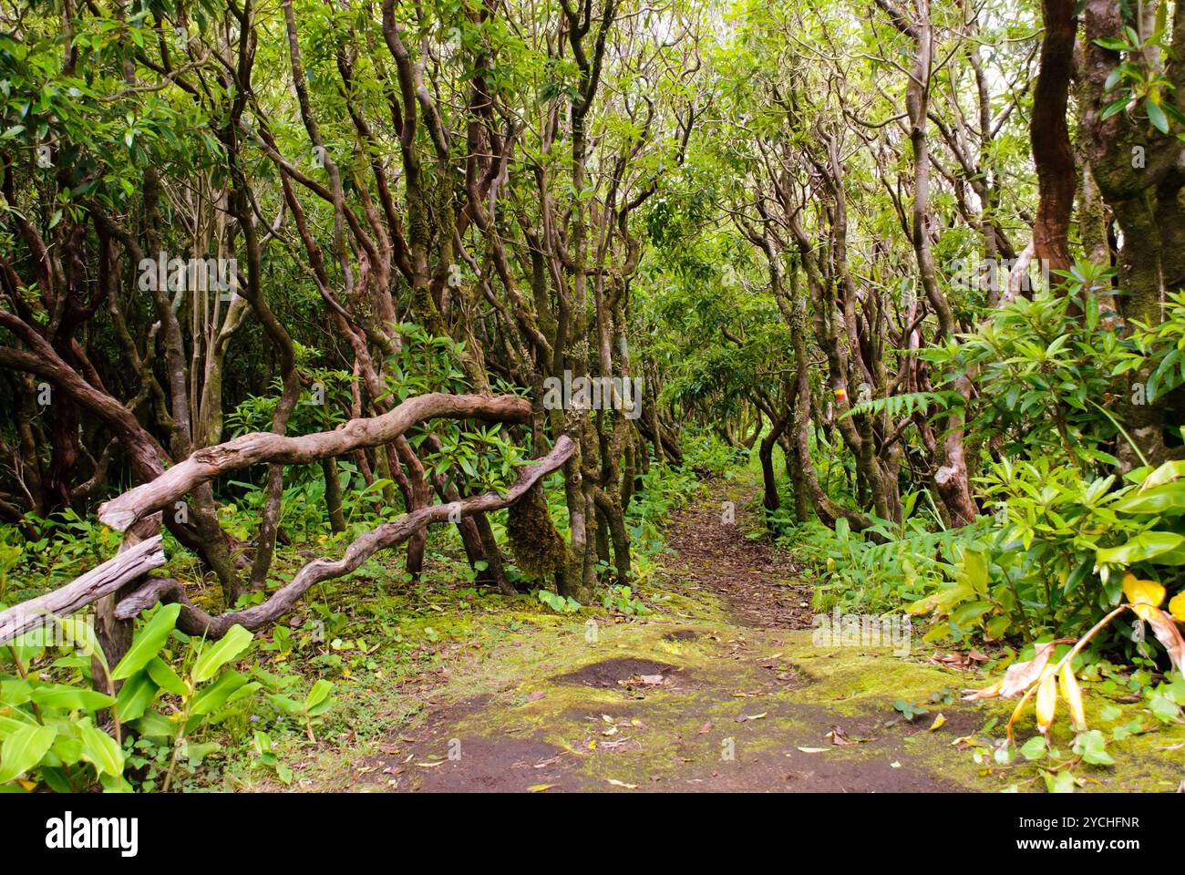 Faial scenery hi-res stock photography and images - Alamy