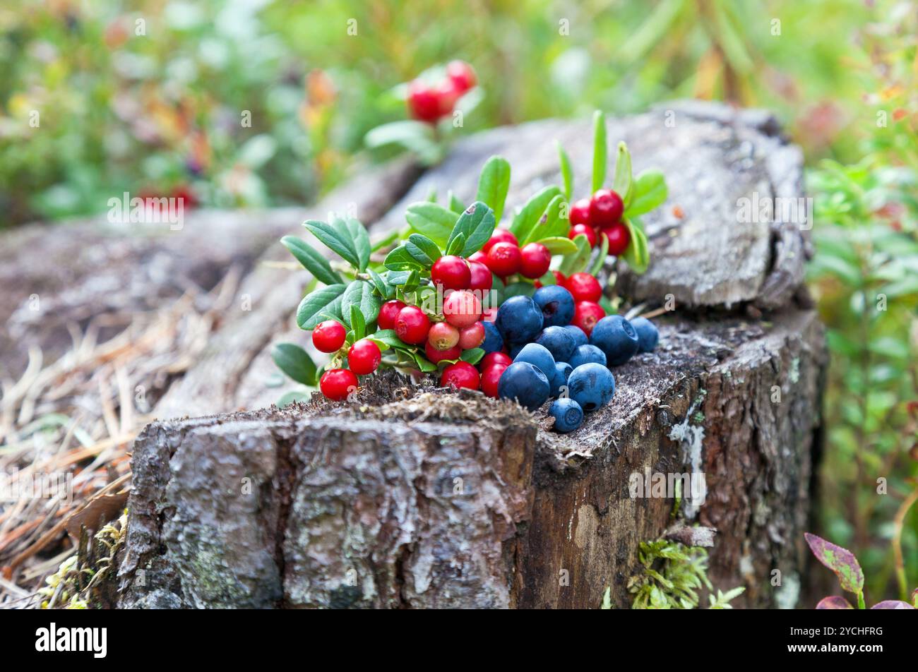 Wild berries on a green vegetative background in the forest Stock Photo ...