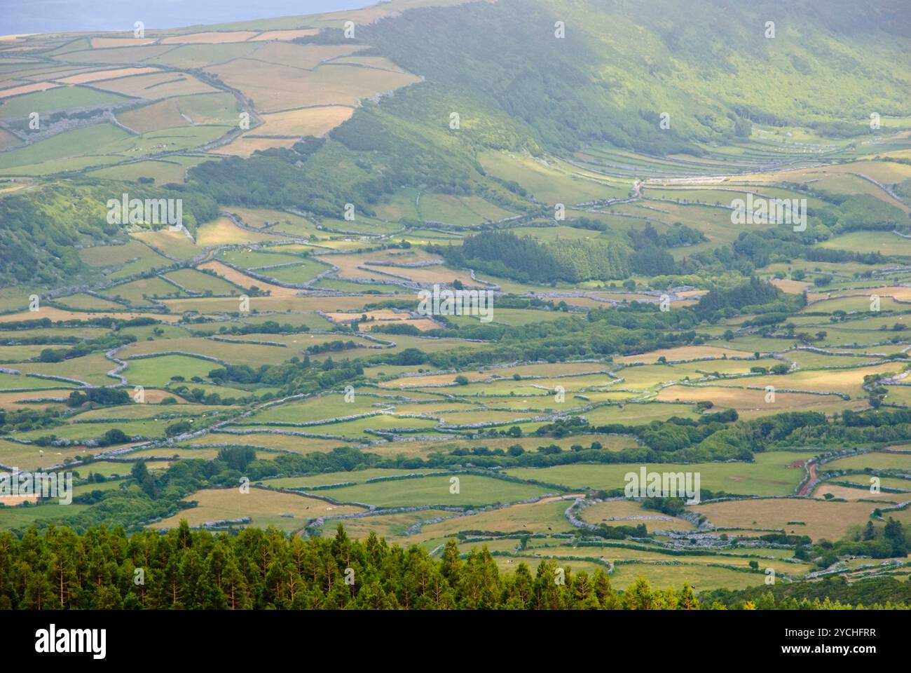 Azores hydrangea farm hi-res stock photography and images - Alamy