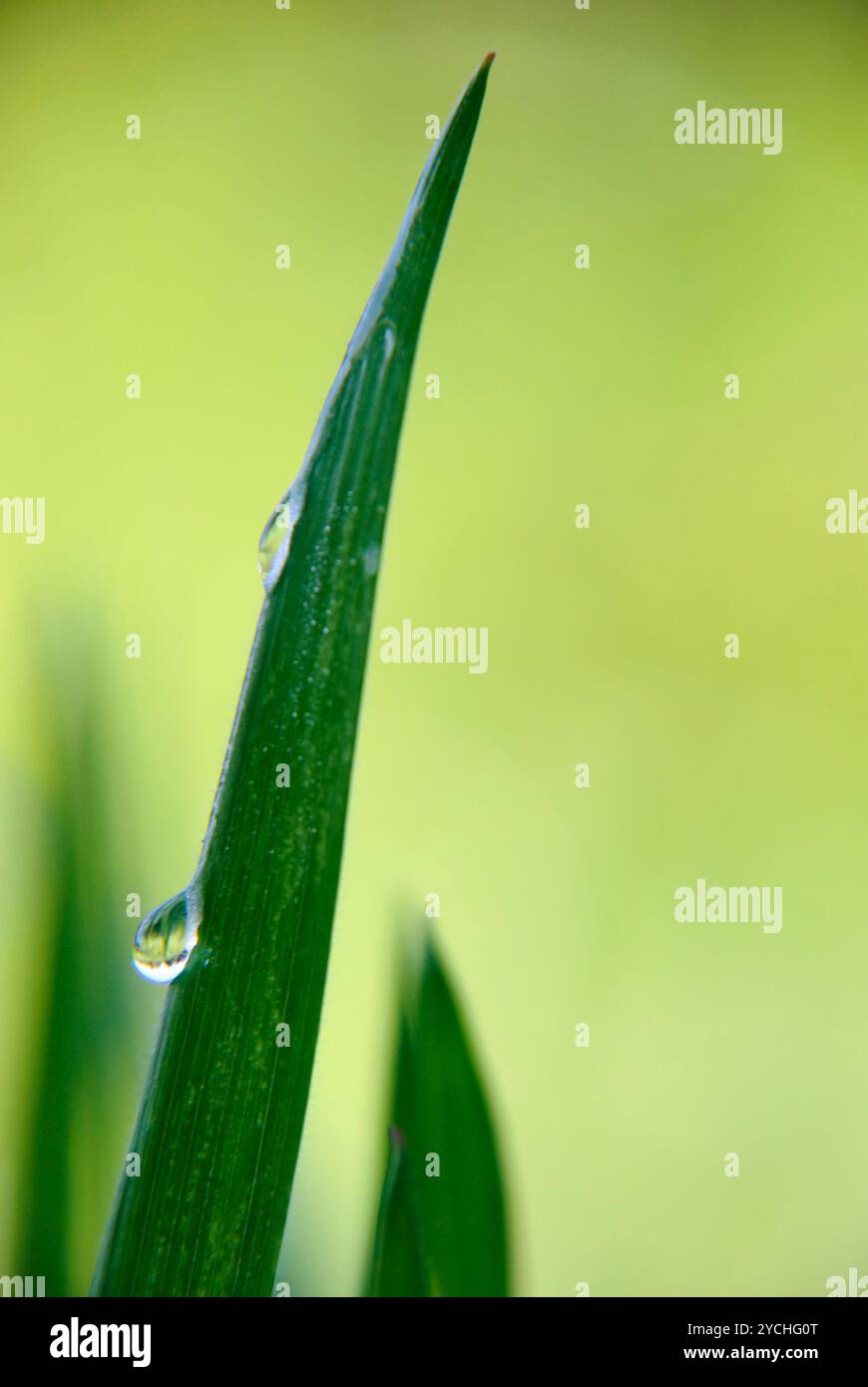Drop sprout hi-res stock photography and images - Alamy