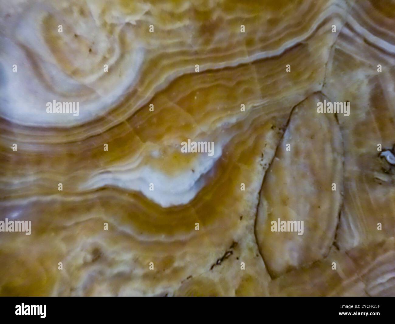 Old Roman marble texture background, Italian marble slab, The texture ...