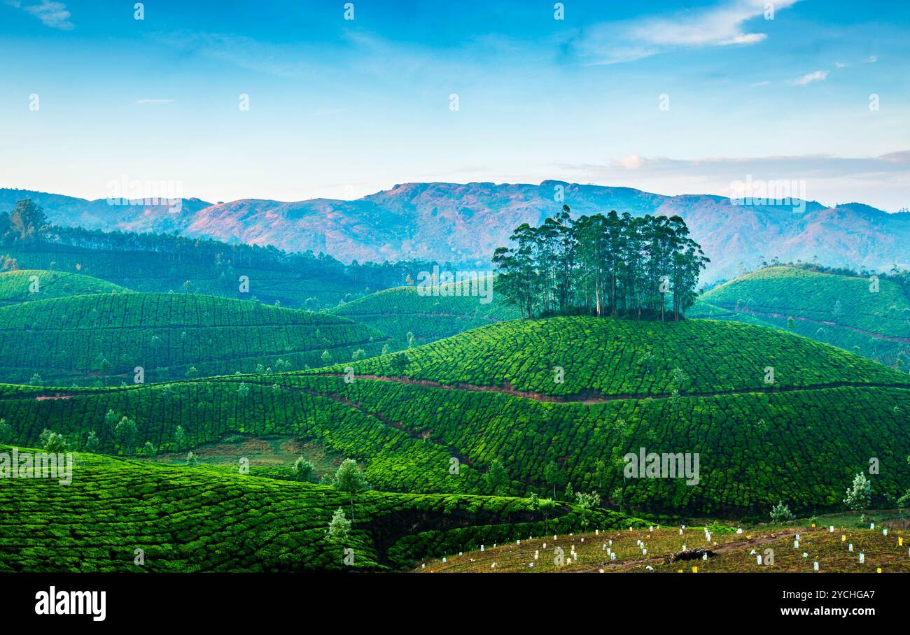 Tea plantations in India Stock Photo - Alamy