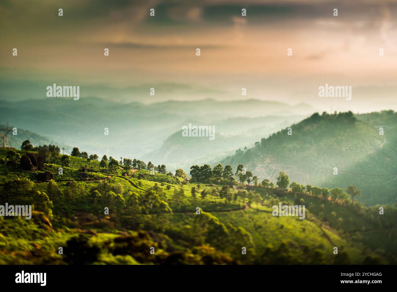 Landscape of the tea plantations in India, Kerala Munnar. (tilt shift ...