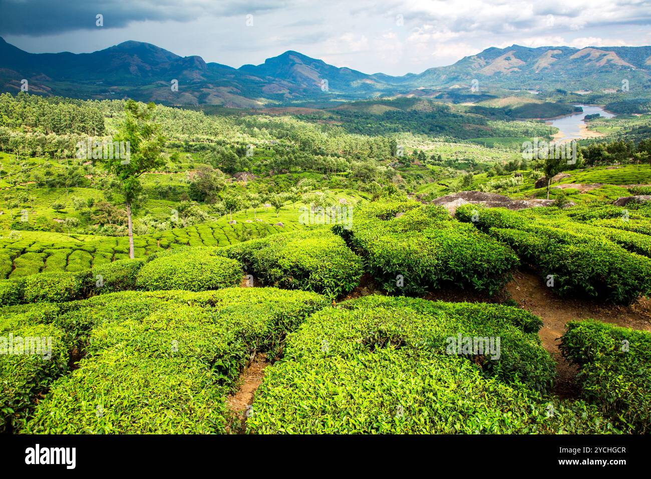 Tea plantations in India Stock Photo - Alamy