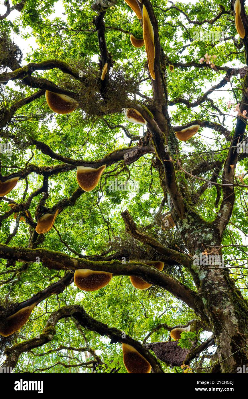 Tree farming in india hi-res stock photography and images - Alamy