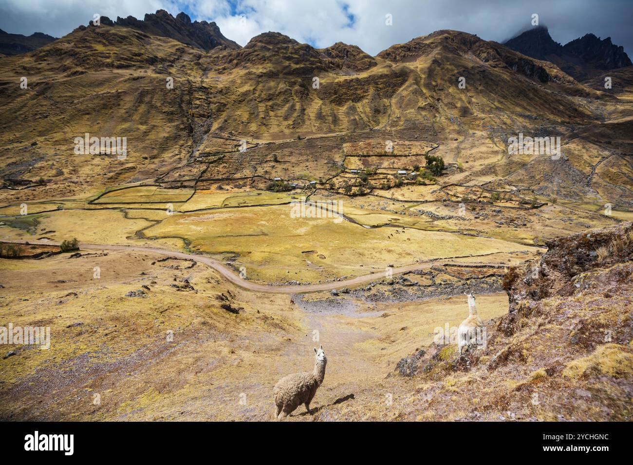 Llama in remote area of Peruvian Andes Stock Photo - Alamy
