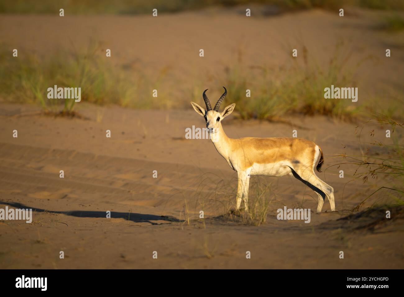 Lone Arabian sand gazelle standing still and staring back at the camera ...