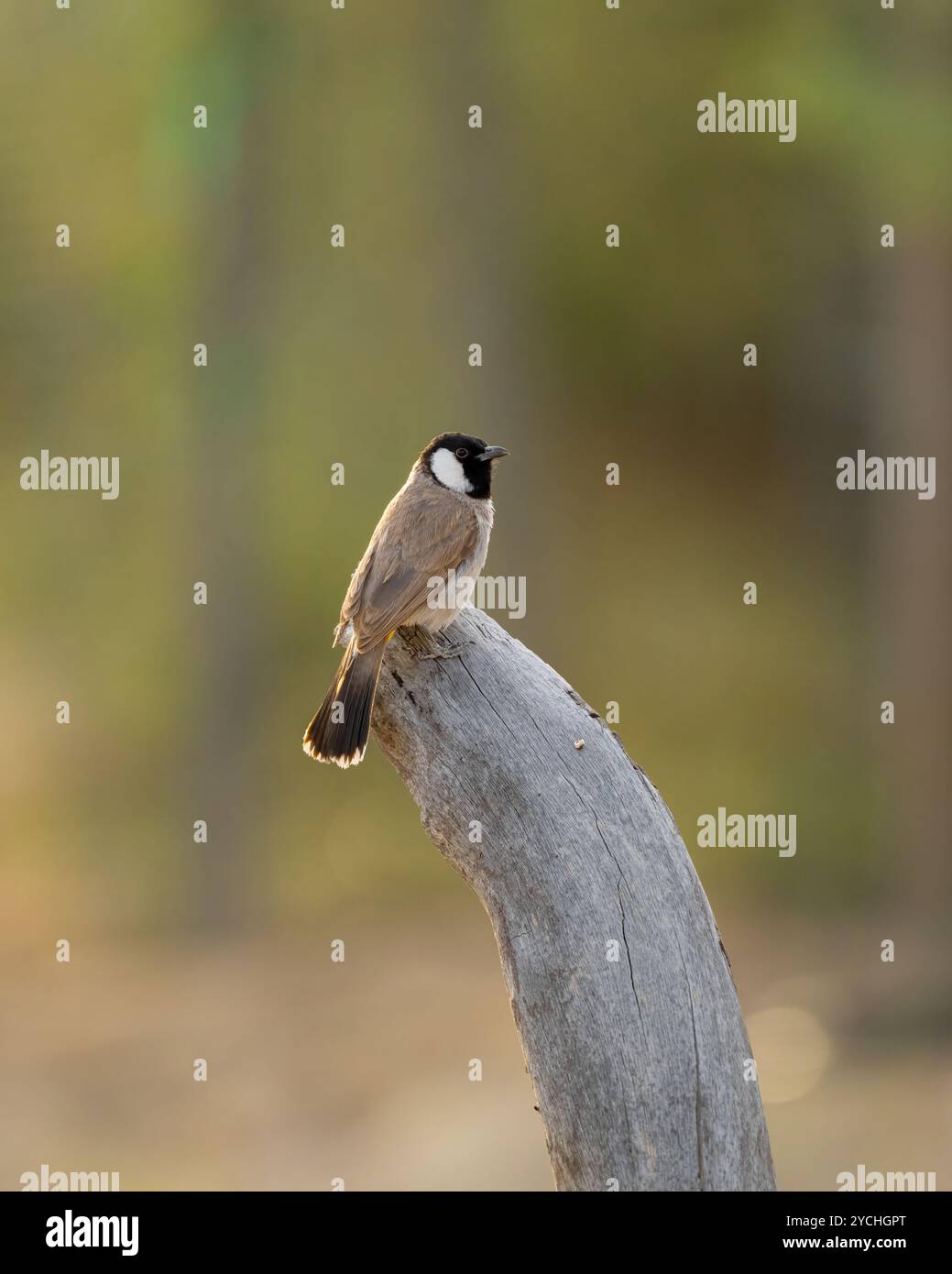 A lone White-eared bulbul perched on a dead tree trunk in the wild at ...