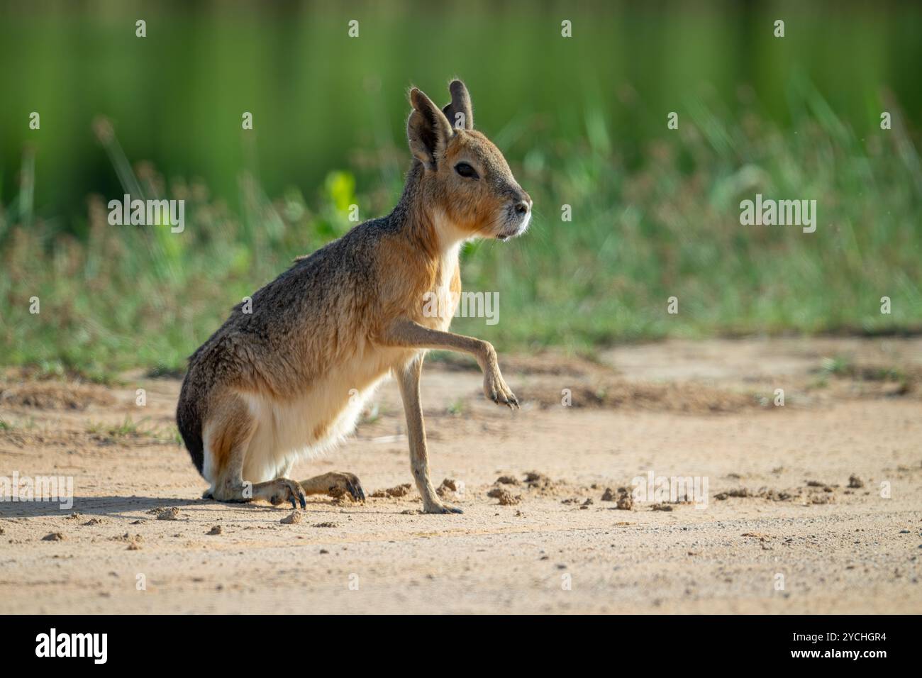 Lone Patagonian mara sitting on the ground and it's paw raised at the ...