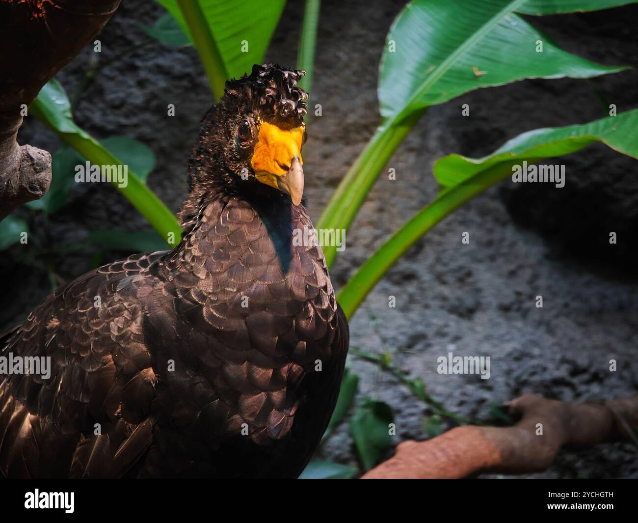 a black curassow with yellow face standing in the bush in the zoo Stock ...