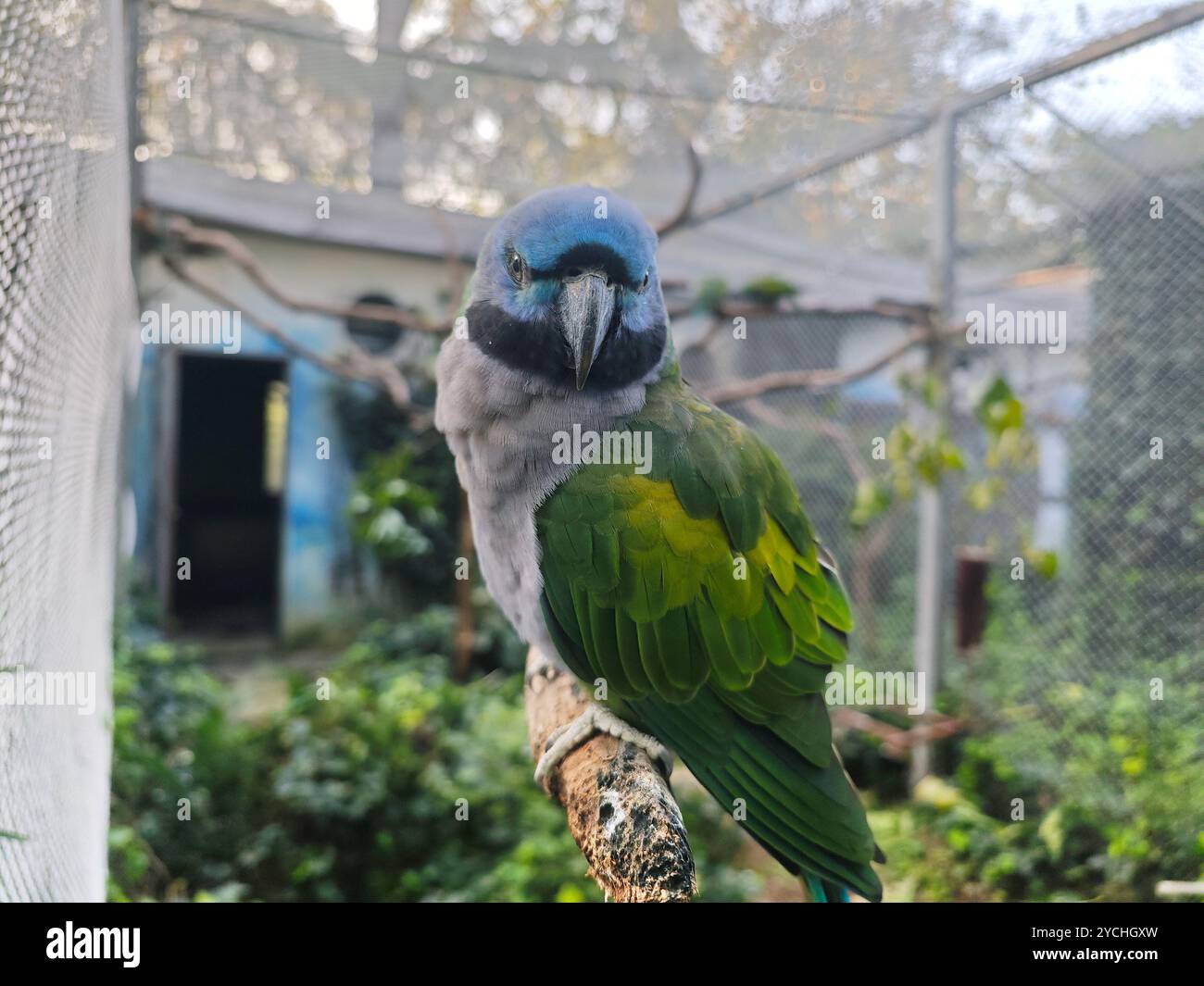 a blue and green parrot standing on the branch in the zoo Stock Photo ...