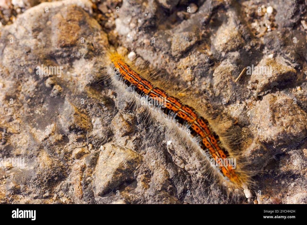 Beautiful caterpillar on stone hi-res stock photography and images - Alamy