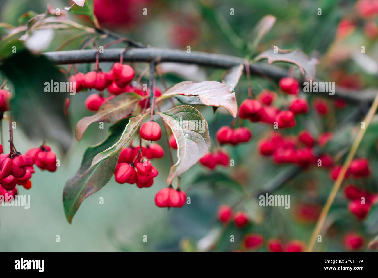 Common spindle euonymus europaeus twig hi-res stock photography and ...
