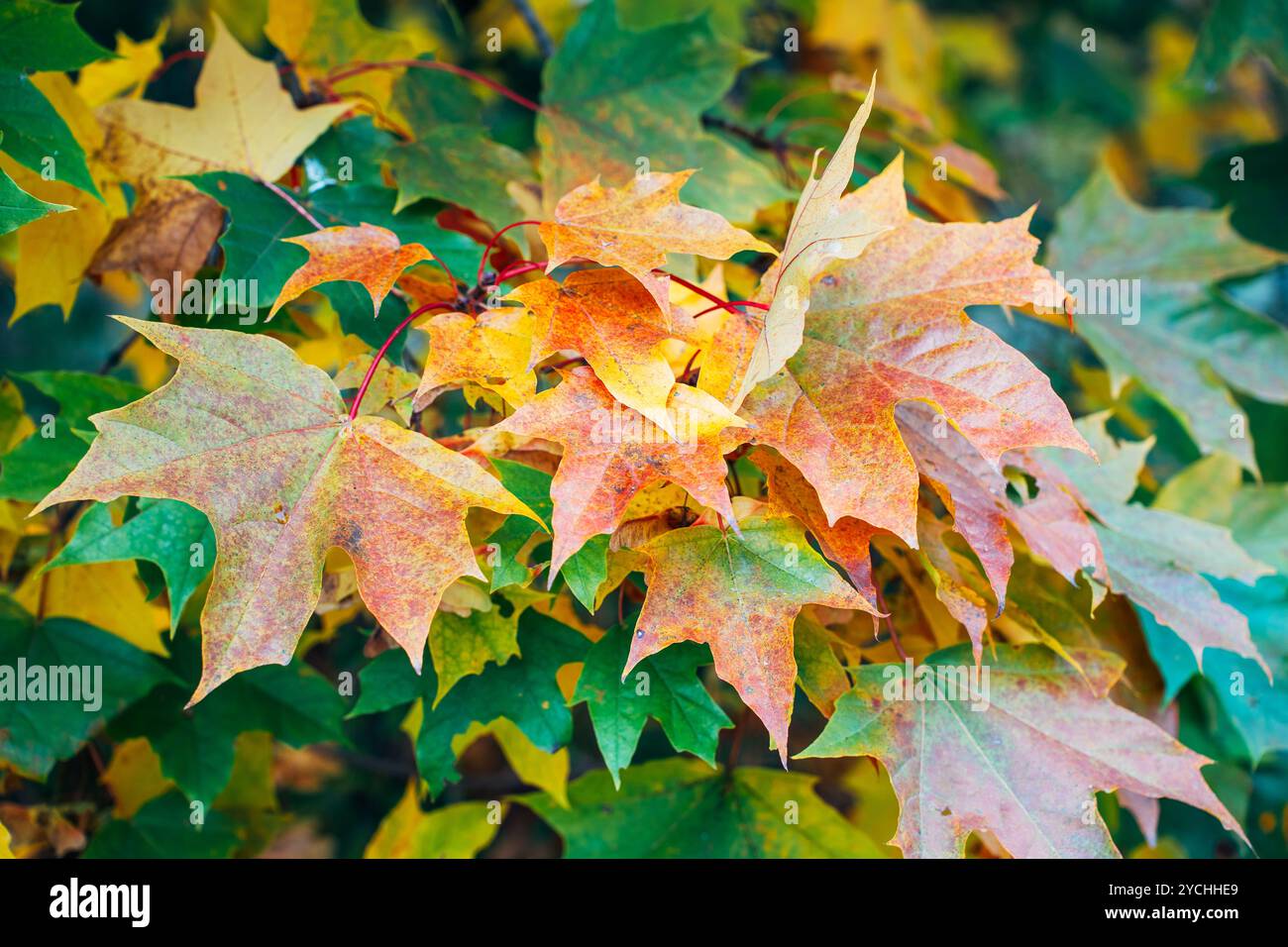 Autumn leaves on the branches of maple trees Stock Photo - Alamy