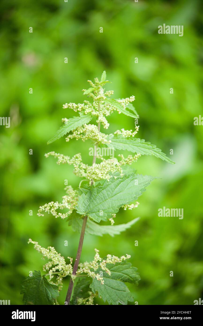 Green nettle flowering Stock Photo - Alamy