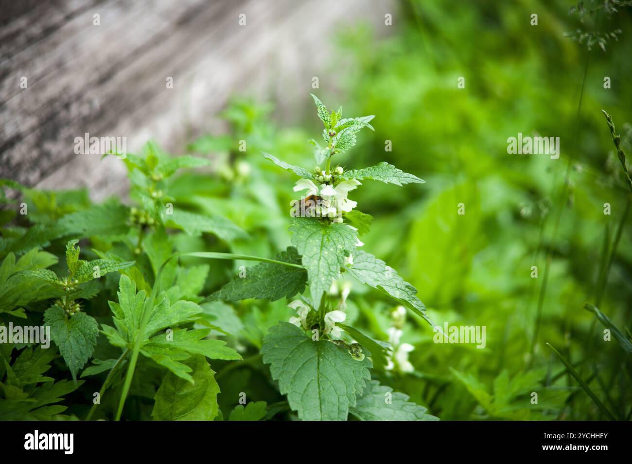 Green nettle flowering Stock Photo - Alamy