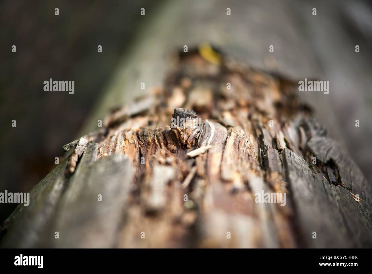 Selective logging hi-res stock photography and images - Alamy