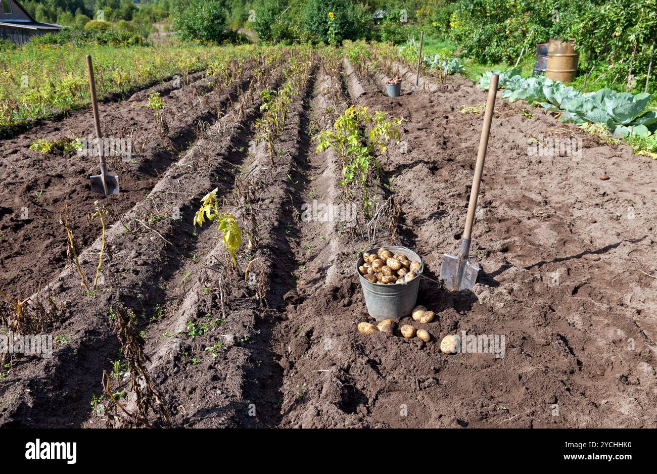Dig potato hi-res stock photography and images - Alamy