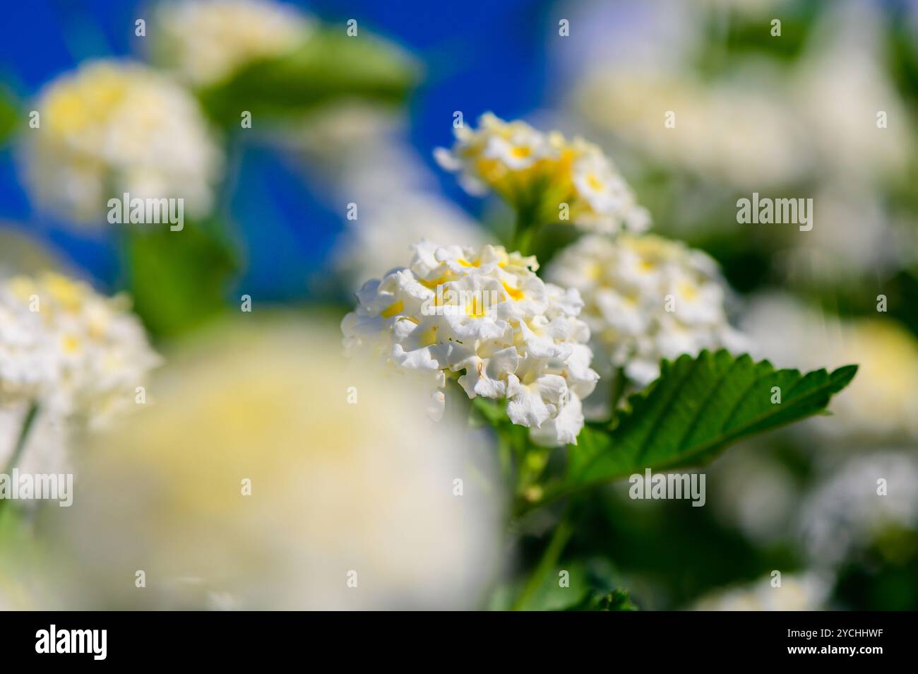 Clusters of small white blossoms surrounded hi-res stock photography ...