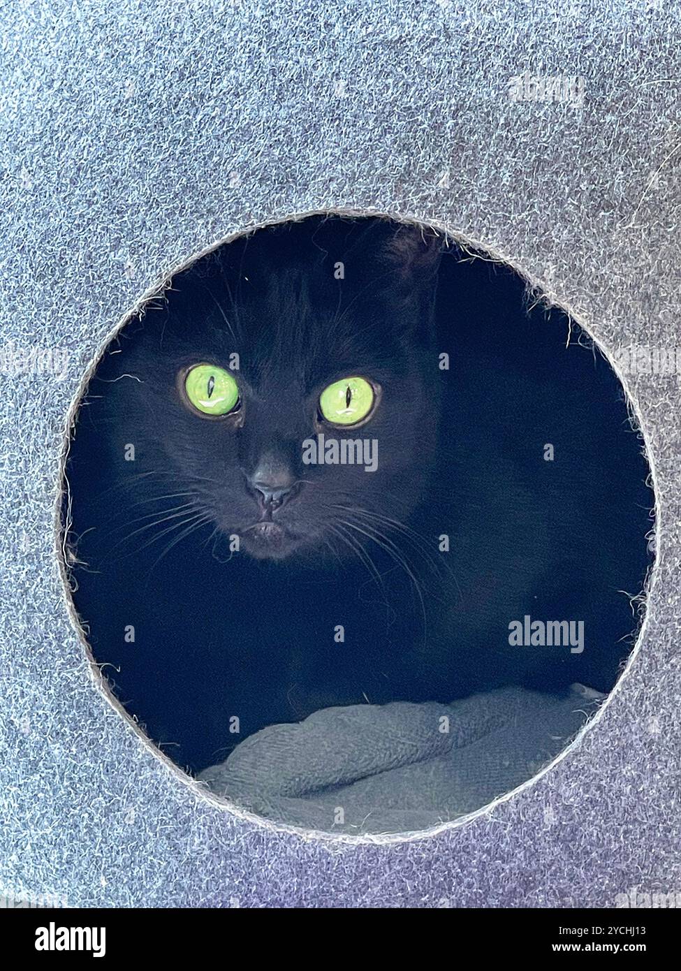 Black cat in a cats hide Stock Photo - Alamy