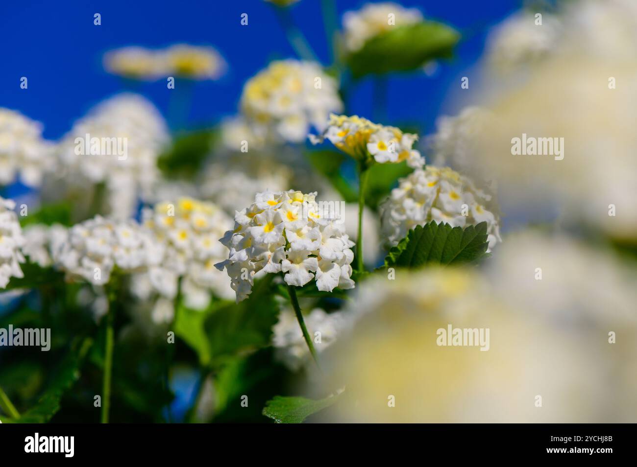 Showcases clusters hi-res stock photography and images - Alamy