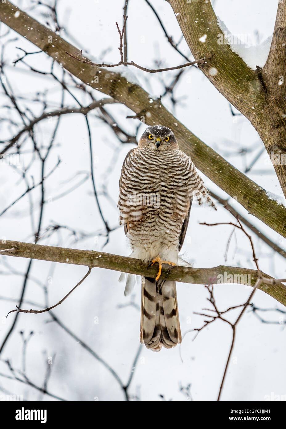 Wild peregrine falcon falco hi-res stock photography and images - Alamy