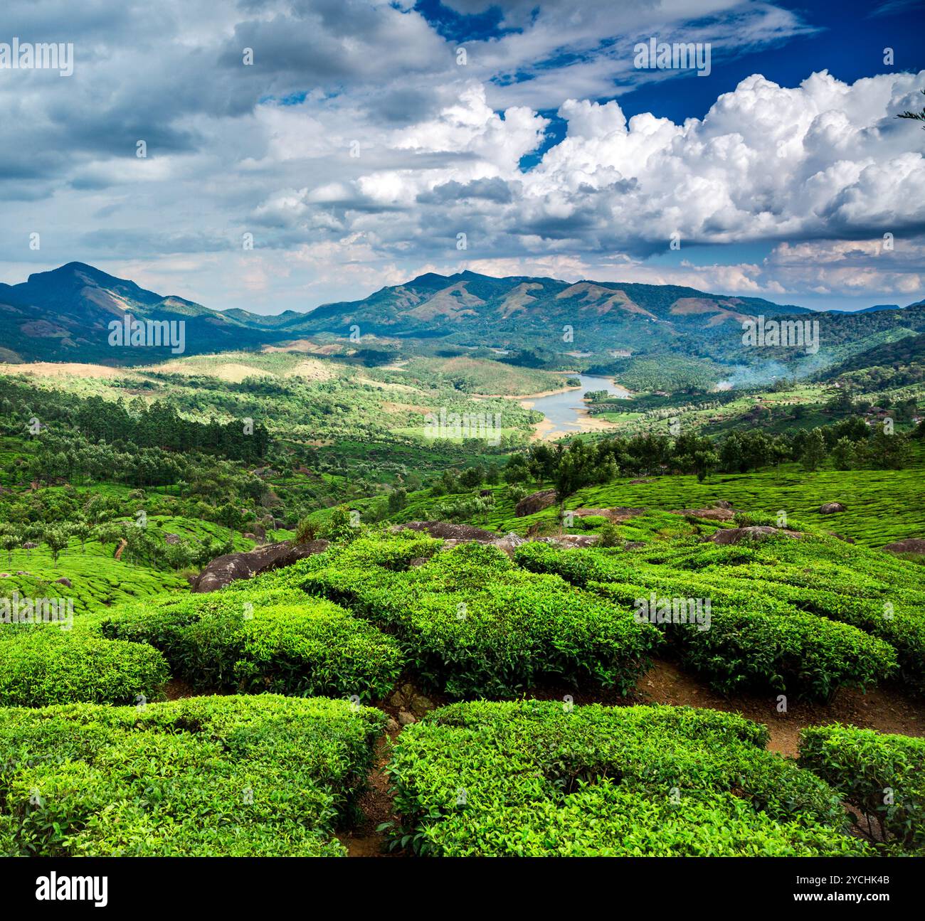 Tea plantations in India Stock Photo - Alamy