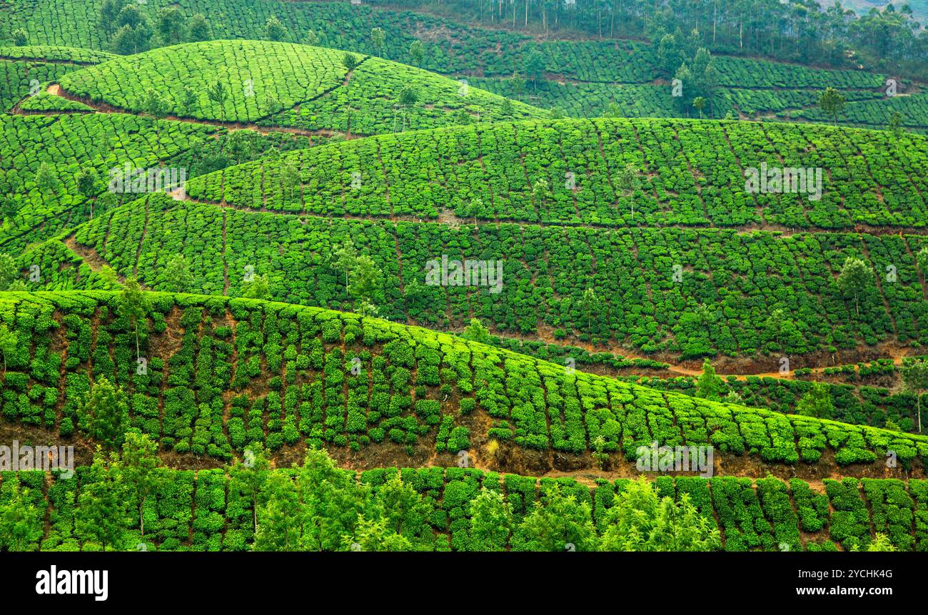 Tea plantations in India Stock Photo - Alamy