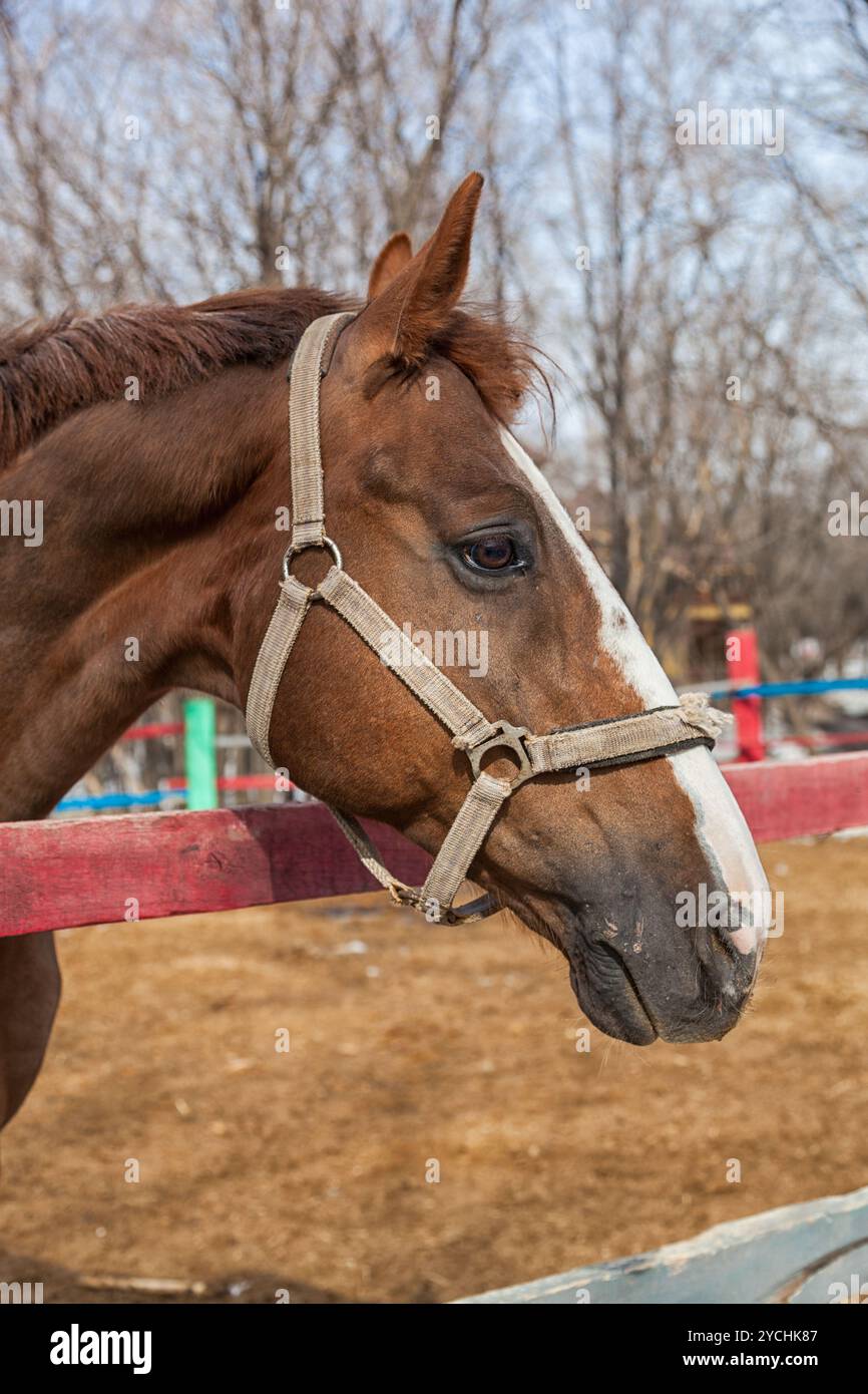 Horse portrait in spring in the paddock Stock Photo - Alamy