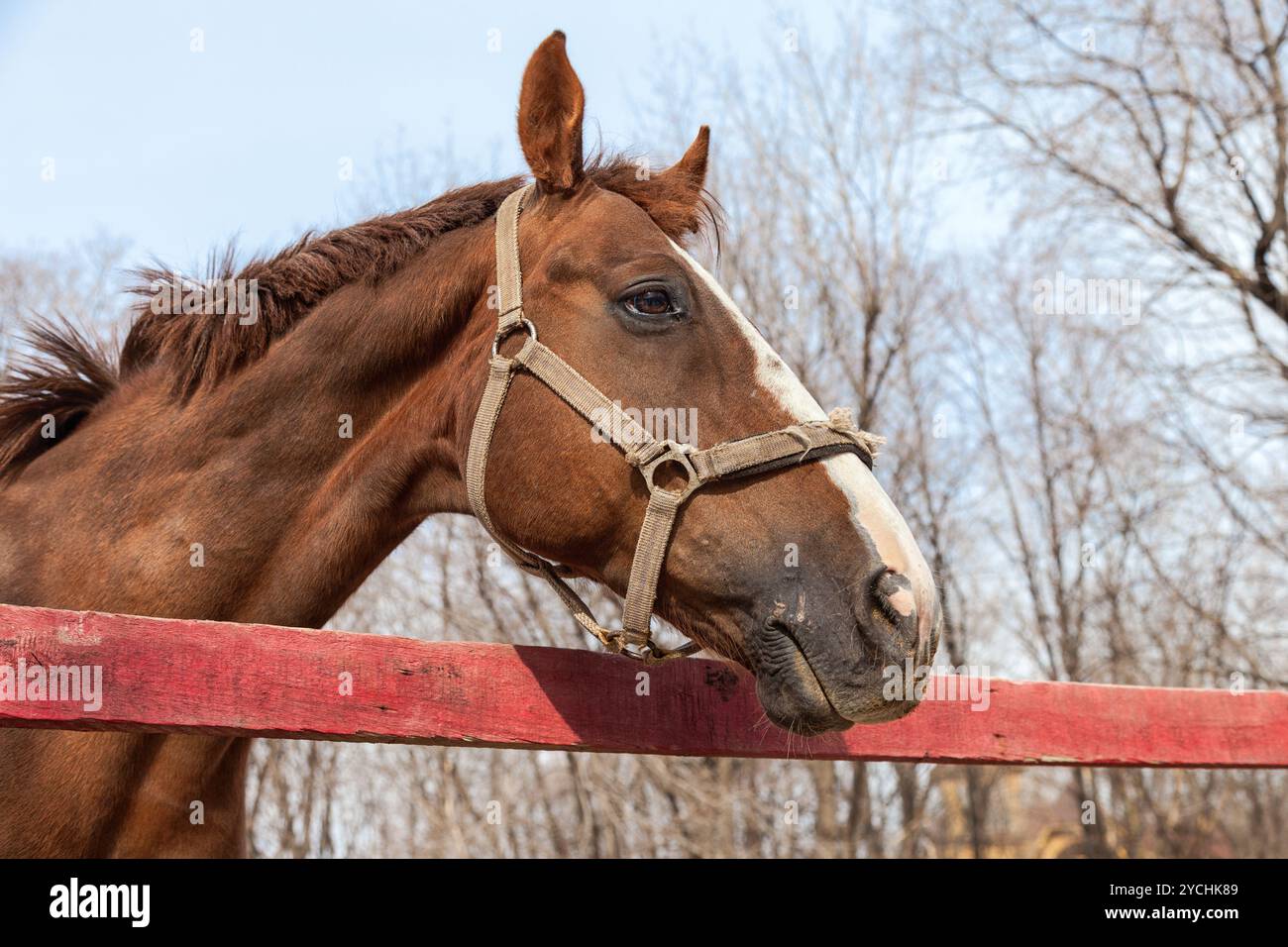 Horse portrait in spring in the paddock Stock Photo - Alamy