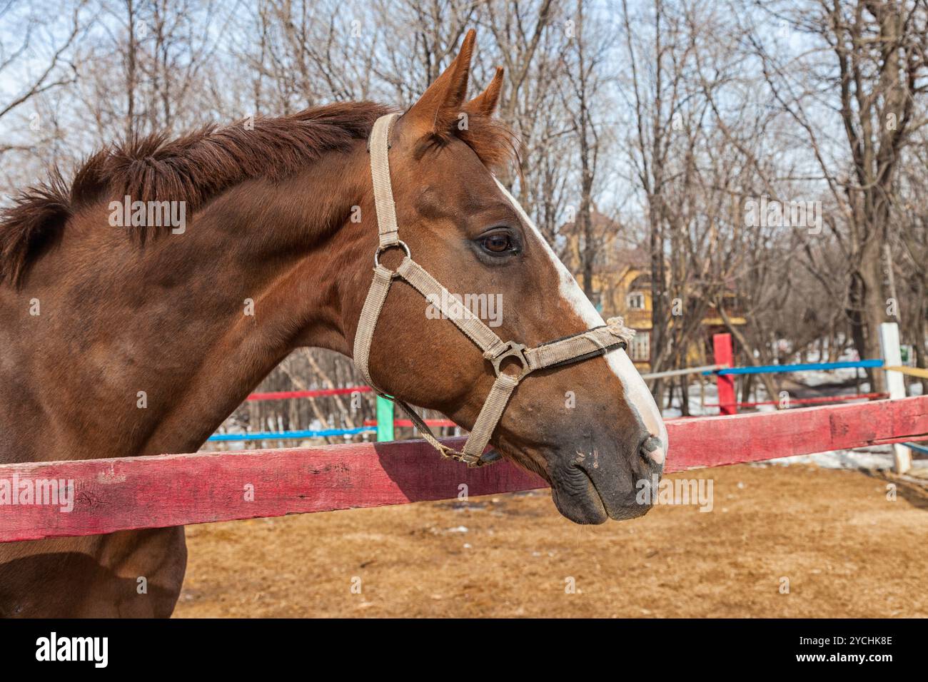 Spring and horse hi-res stock photography and images - Alamy