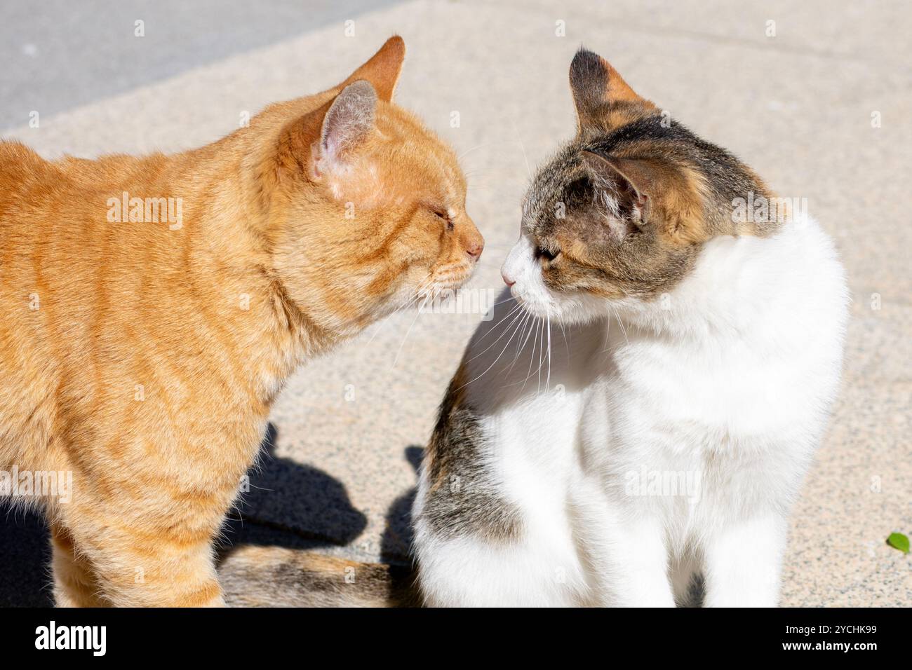 Animales de compañía hi-res stock photography and images - Alamy