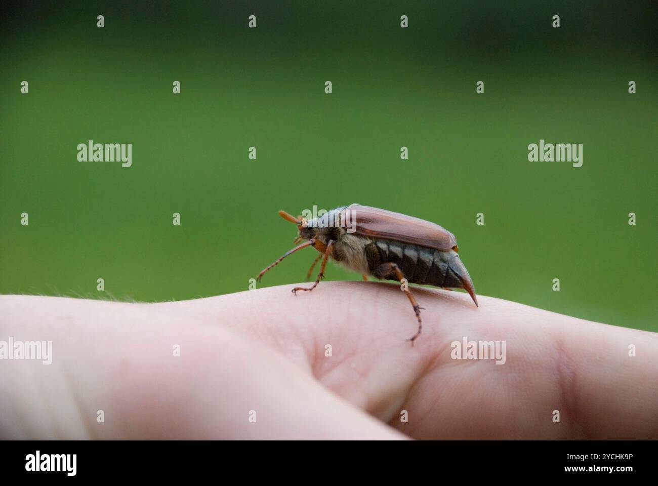 Big bug walking on human's hand Stock Photo - Alamy