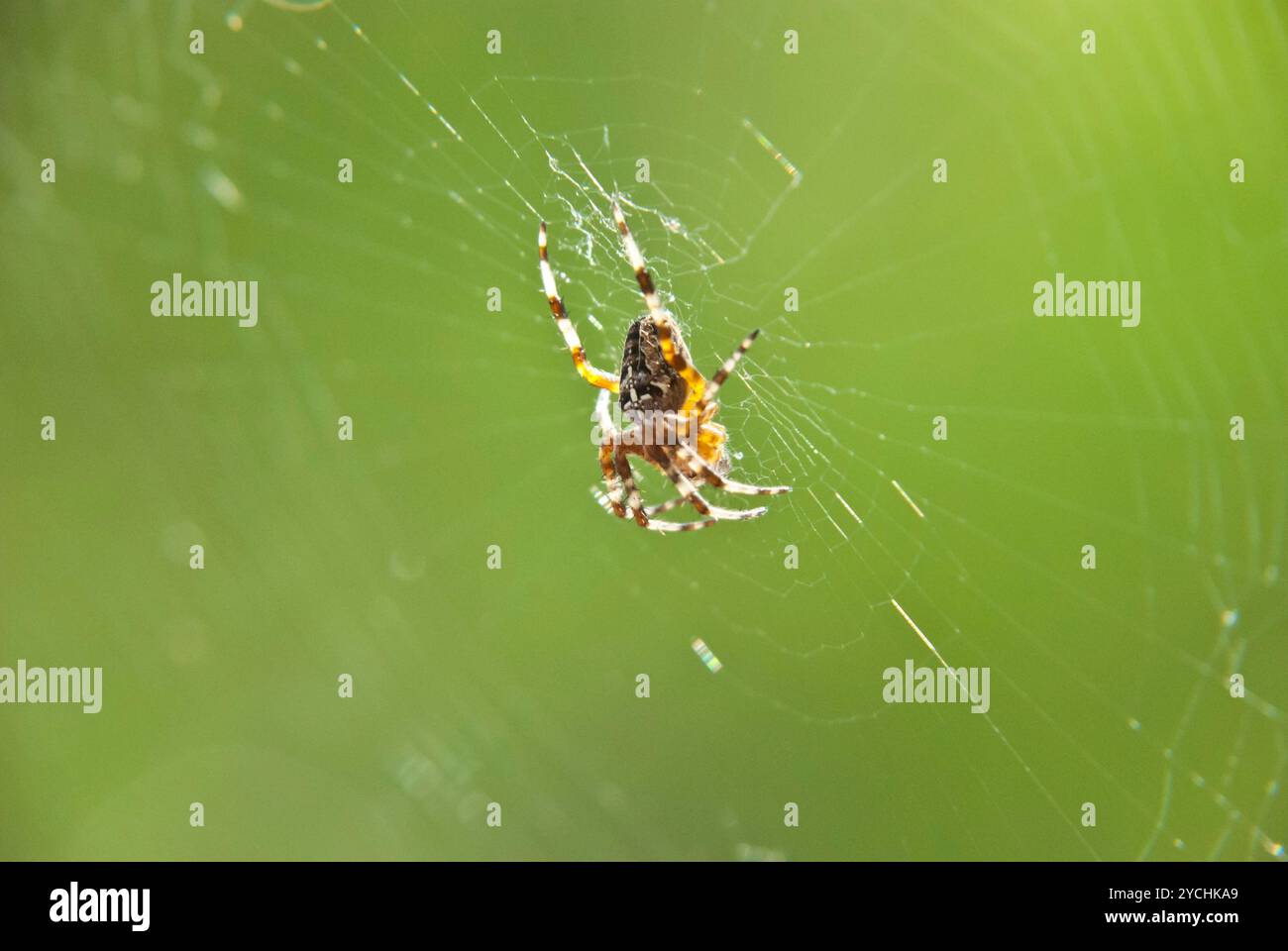 Animal animals spider net hi-res stock photography and images - Alamy
