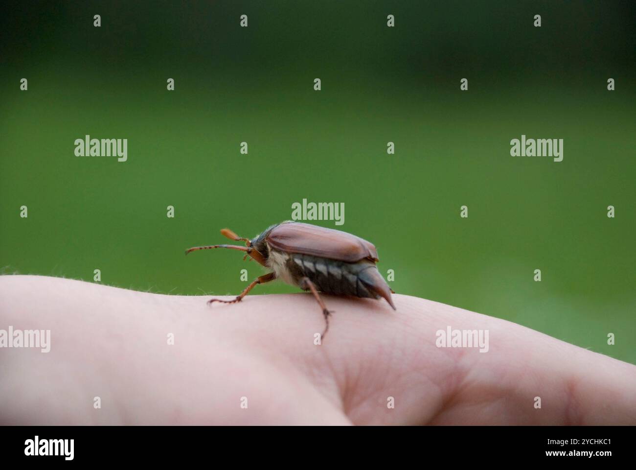 Big bug walking on human's hand Stock Photo - Alamy