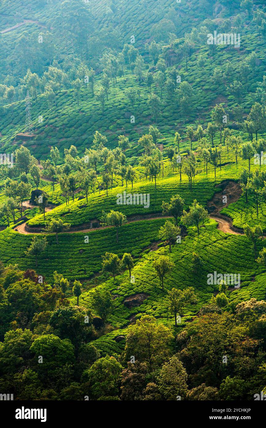 Tea plantations in India Stock Photo - Alamy