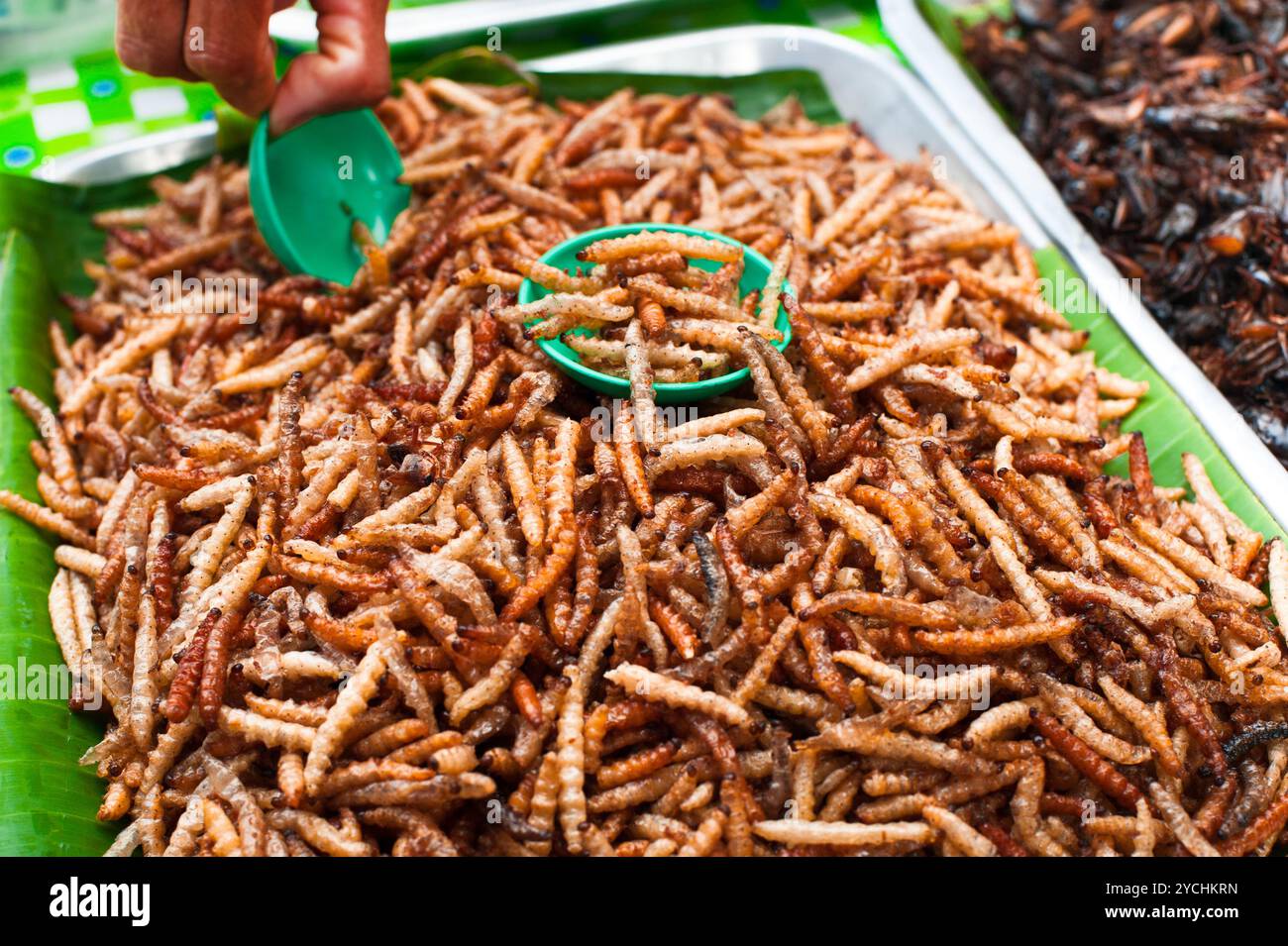 Thai food at market. Fried insects mealworms Stock Photo - Alamy