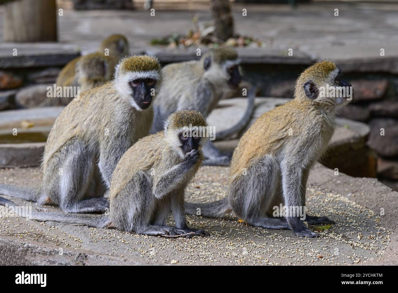 Wild African animals. Family of monkeys in natural conditions Stock ...
