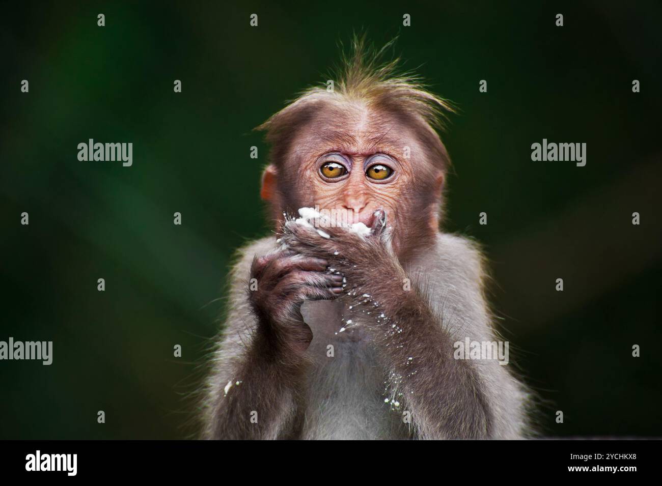 Small monkey eating food in bamboo forest Stock Photo - Alamy