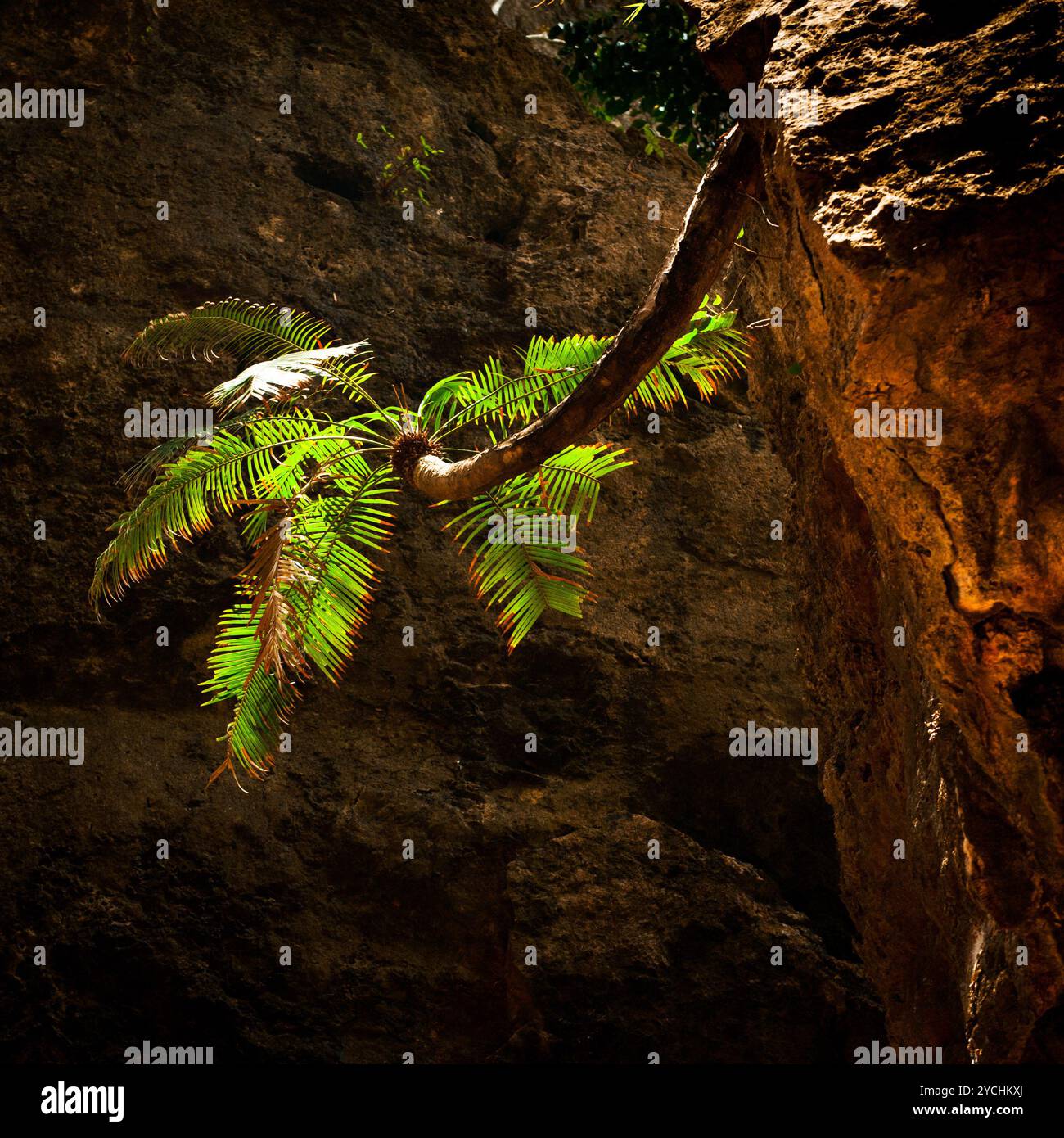 Palm tree growing on vertical wall inside cave Stock Photo - Alamy