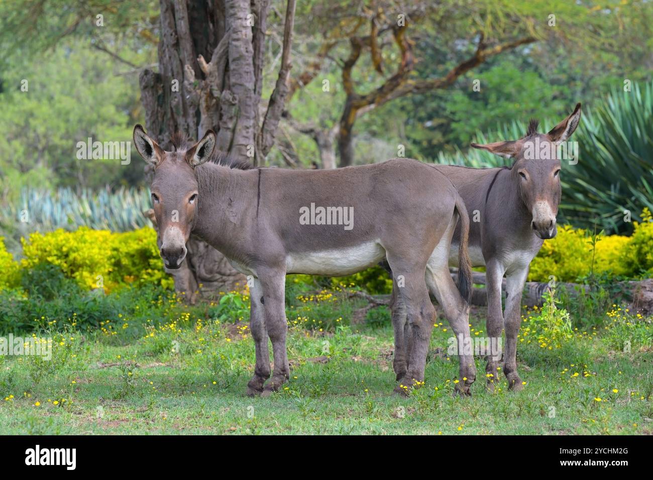 Wild African donkeys in their natural environment. Kenya, Africa Stock ...