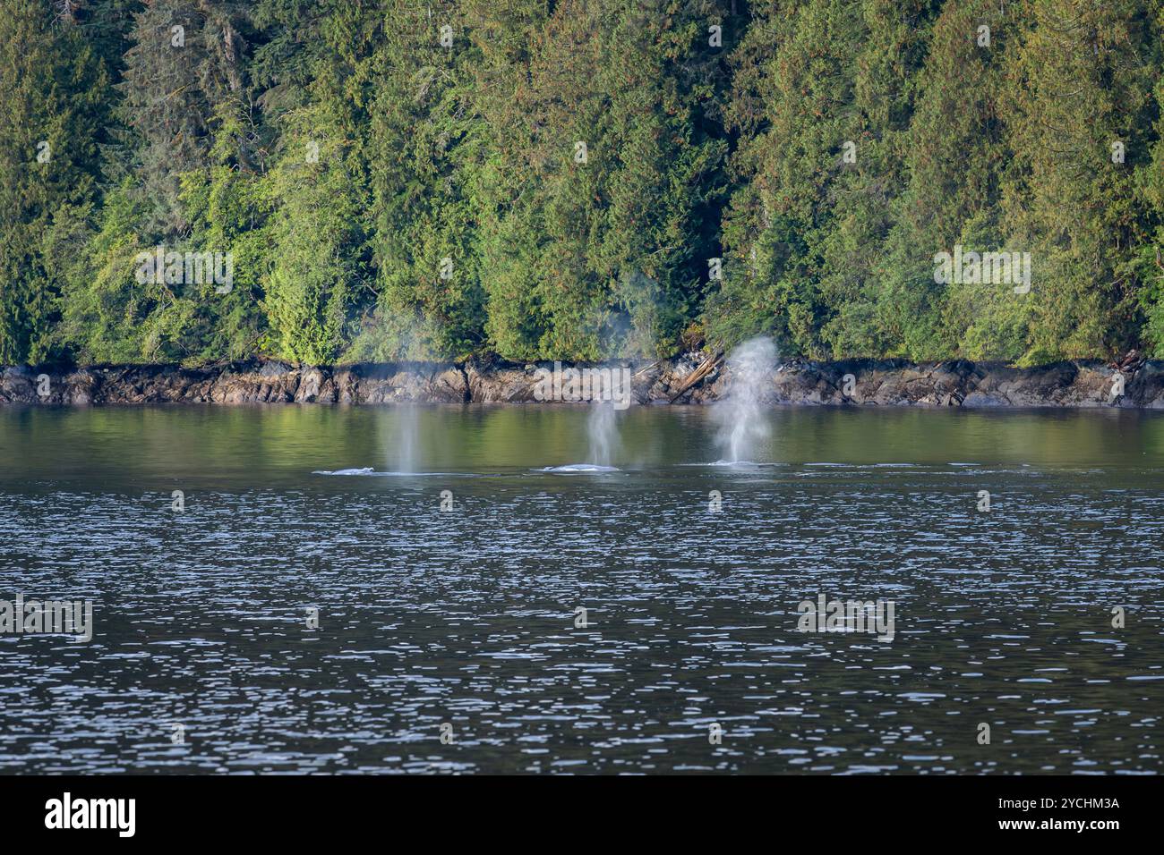 Humpback whales (Megaptera novaeangliae) feed and travel in a channel ...