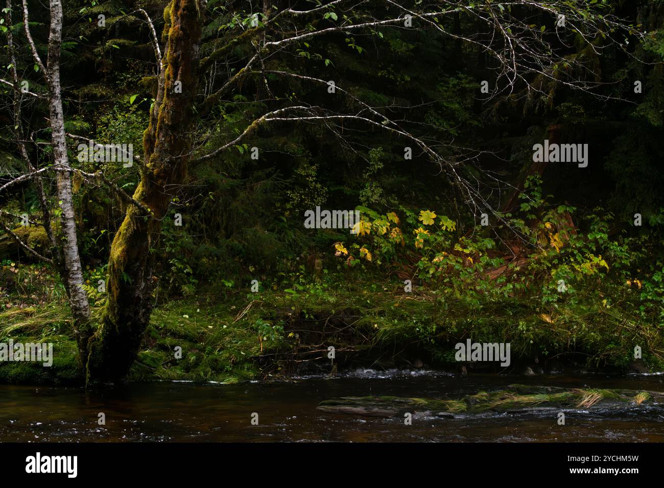 A dark and moody rainforest scene deep in the Spirit Bear habitat of ...