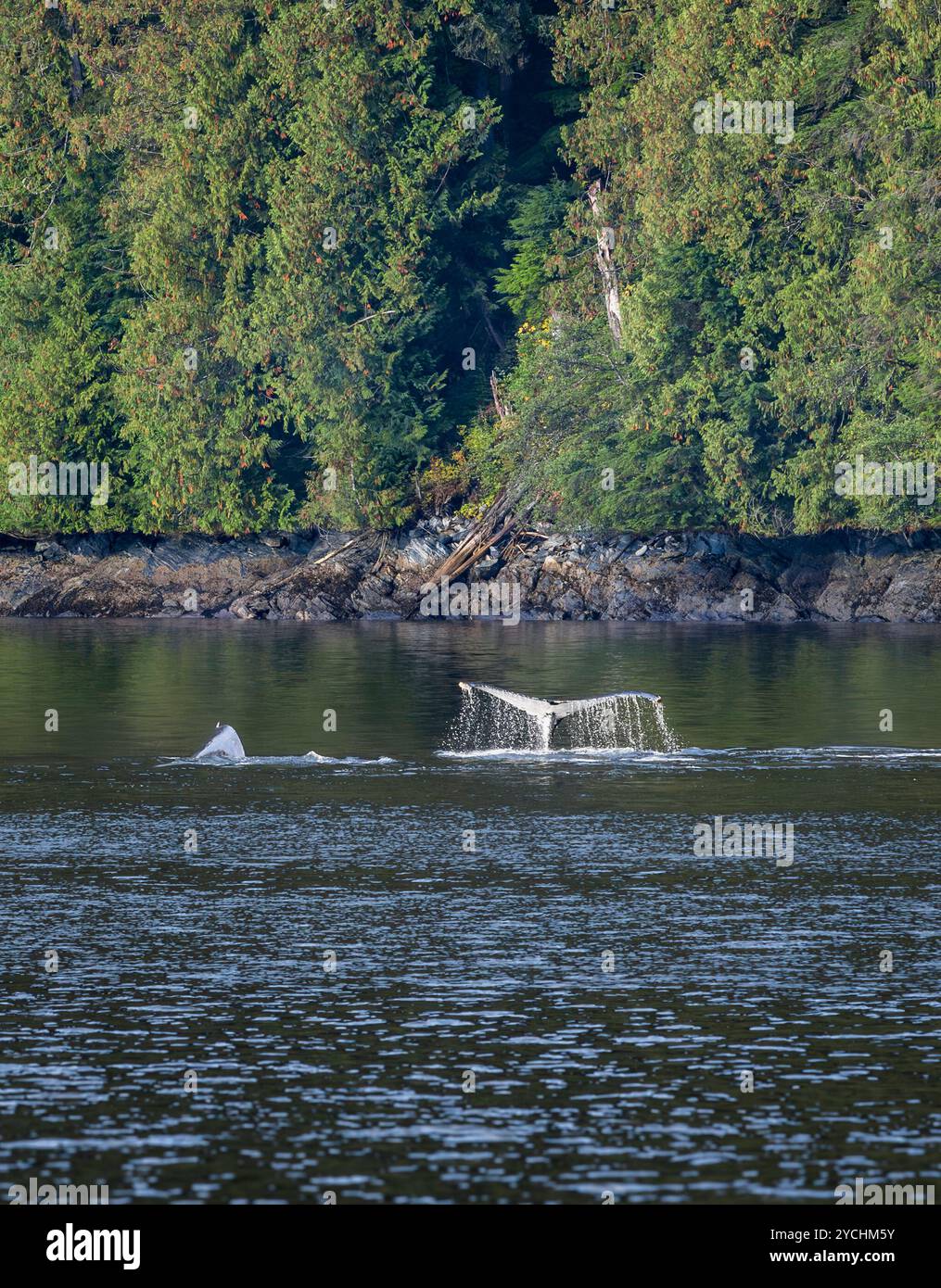 Humpback whales (Megaptera novaeangliae) feed and travel in a channel ...