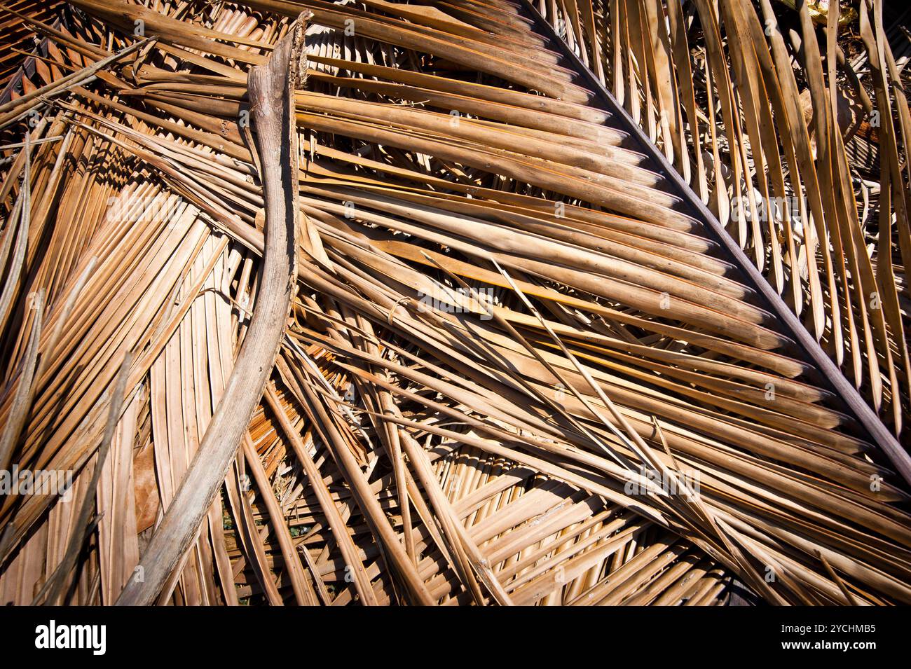 Grunge botanic tropical plant hi-res stock photography and images - Alamy