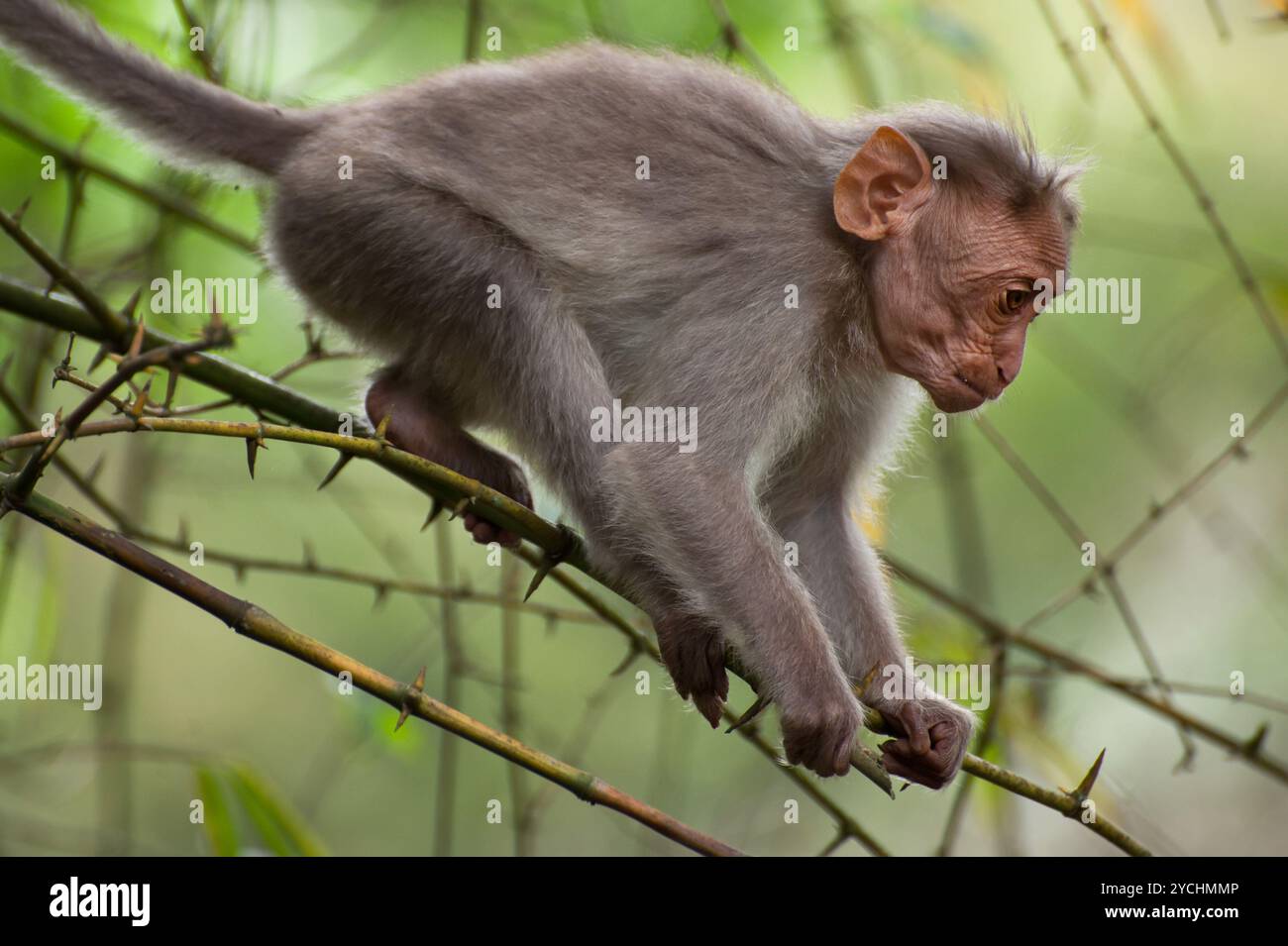 Small macaque monkey walking in bamboo forest. Animal in wild, South ...