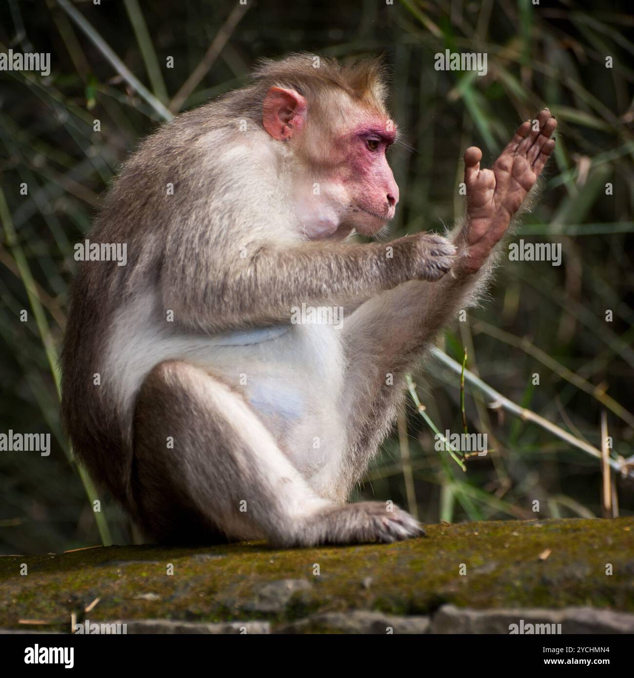 Macaque monkey cleaning itself in bamboo forest Stock Photo - Alamy
