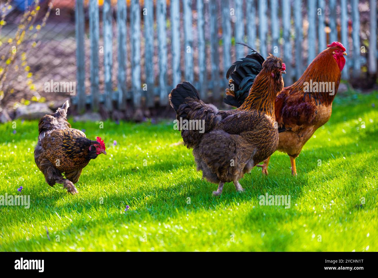 Free-Range Chickens are foraging happily in the Green Grass at sunny ...