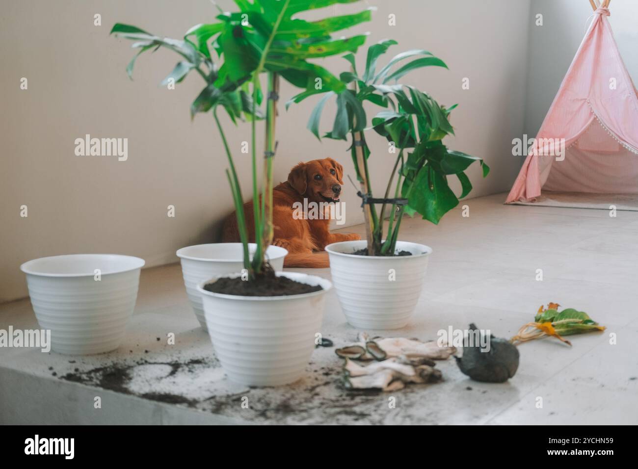 Terrace with dog where indoor plants Monstera are being replanted into ...