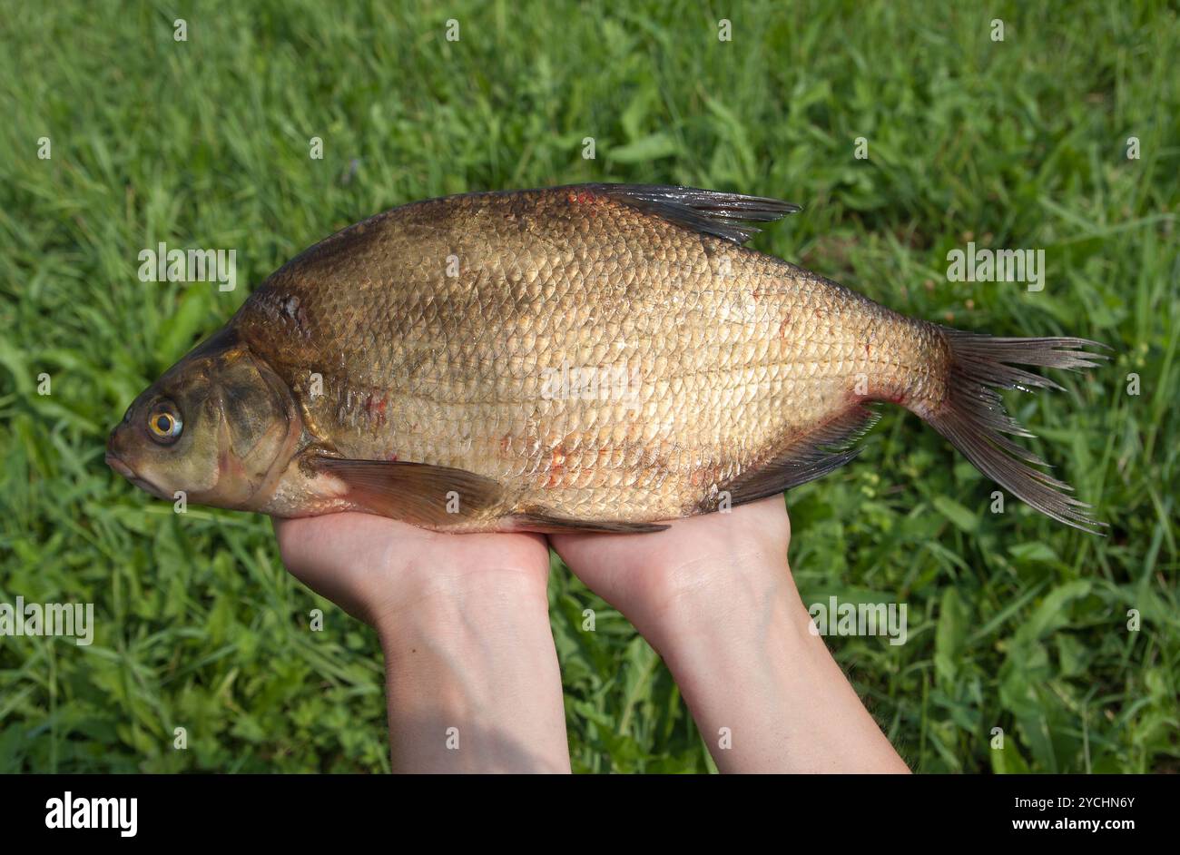Freshwater bream hi-res stock photography and images - Alamy